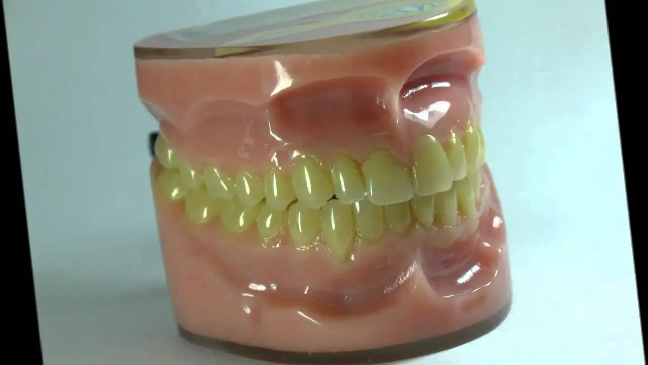 Cómo hacer un modelo dental en acrílico: paso a paso | POLISANTAFE