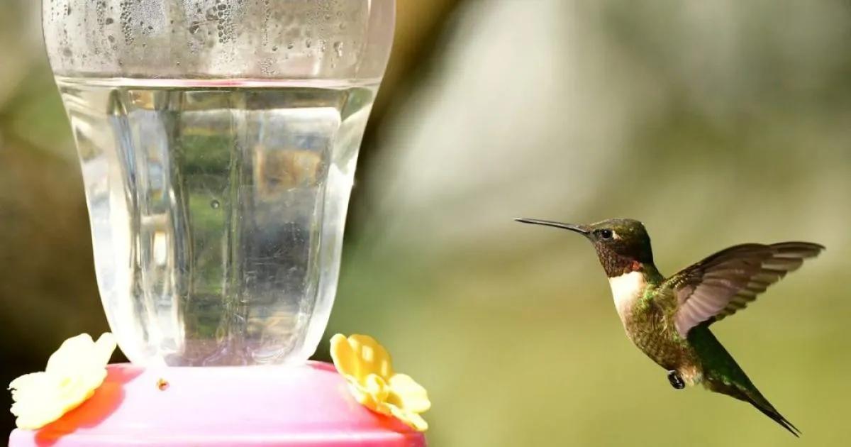 Cómo hacer bebedero para colibríes con botellas de plástico | POLISANTAFE